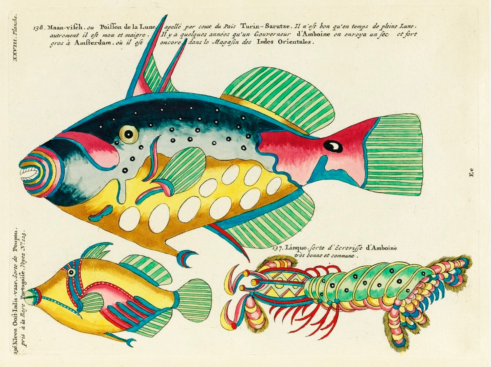 Vintage Fish Print, Fish Print, Vintage Print, Nature Print, Louis ...