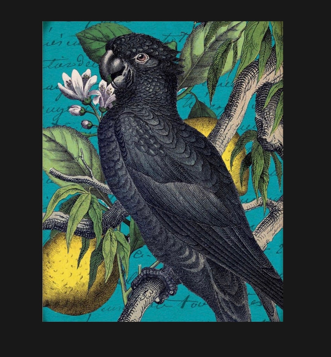 Vintage Black Parrot Sign, Parrot Sign. Retro Wall Sign, Wall Art ...