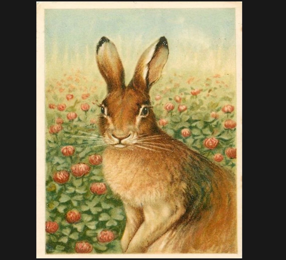 Vintage Hare Print, Animal Print, Hare Print, Nature Print - Etsy