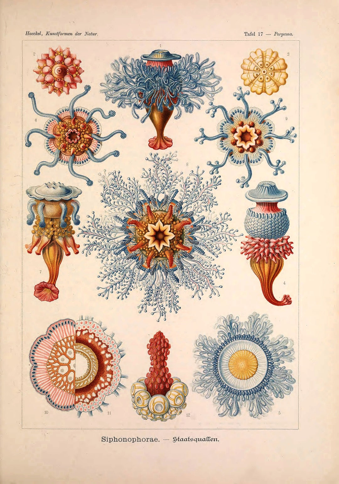 Vintage Ernst Haeckel Marine Print, Marine Print, Ernst Haeckel Print ...