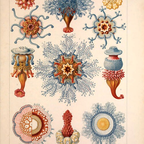 Vintage Ernst Haeckel Marine Print Marine Print Ernst - Etsy