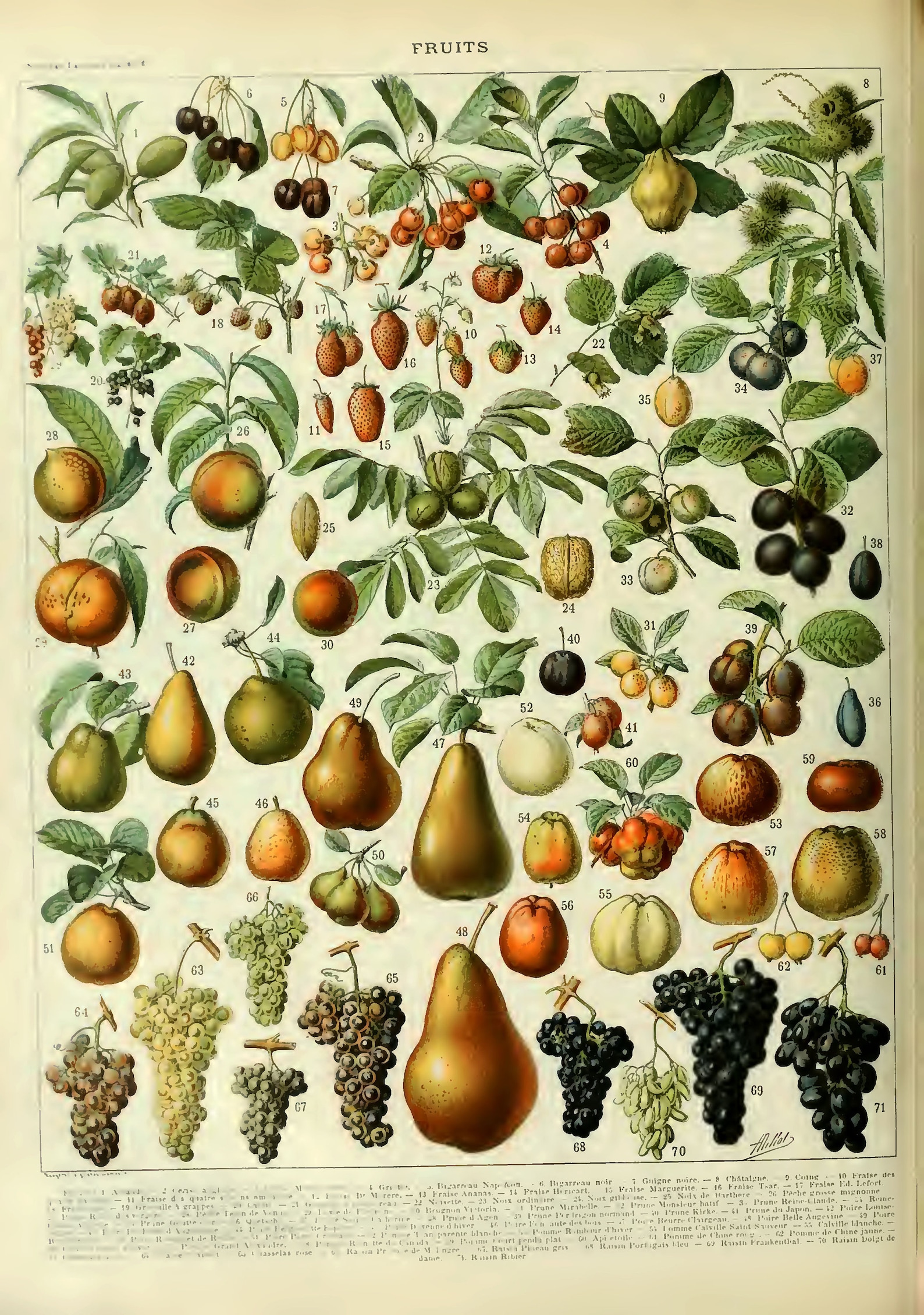 Vintage Fruit Chart Print Fruit Print Vintage Print Nature - Etsy España