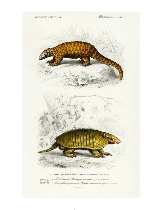 Pangolin Vs Armadillo