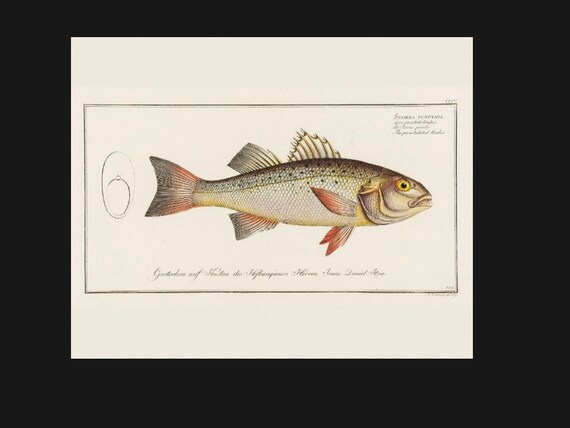 Vintage Bass Sign Plaque Bass Sign. Retro Wall Sign Wall - Etsy