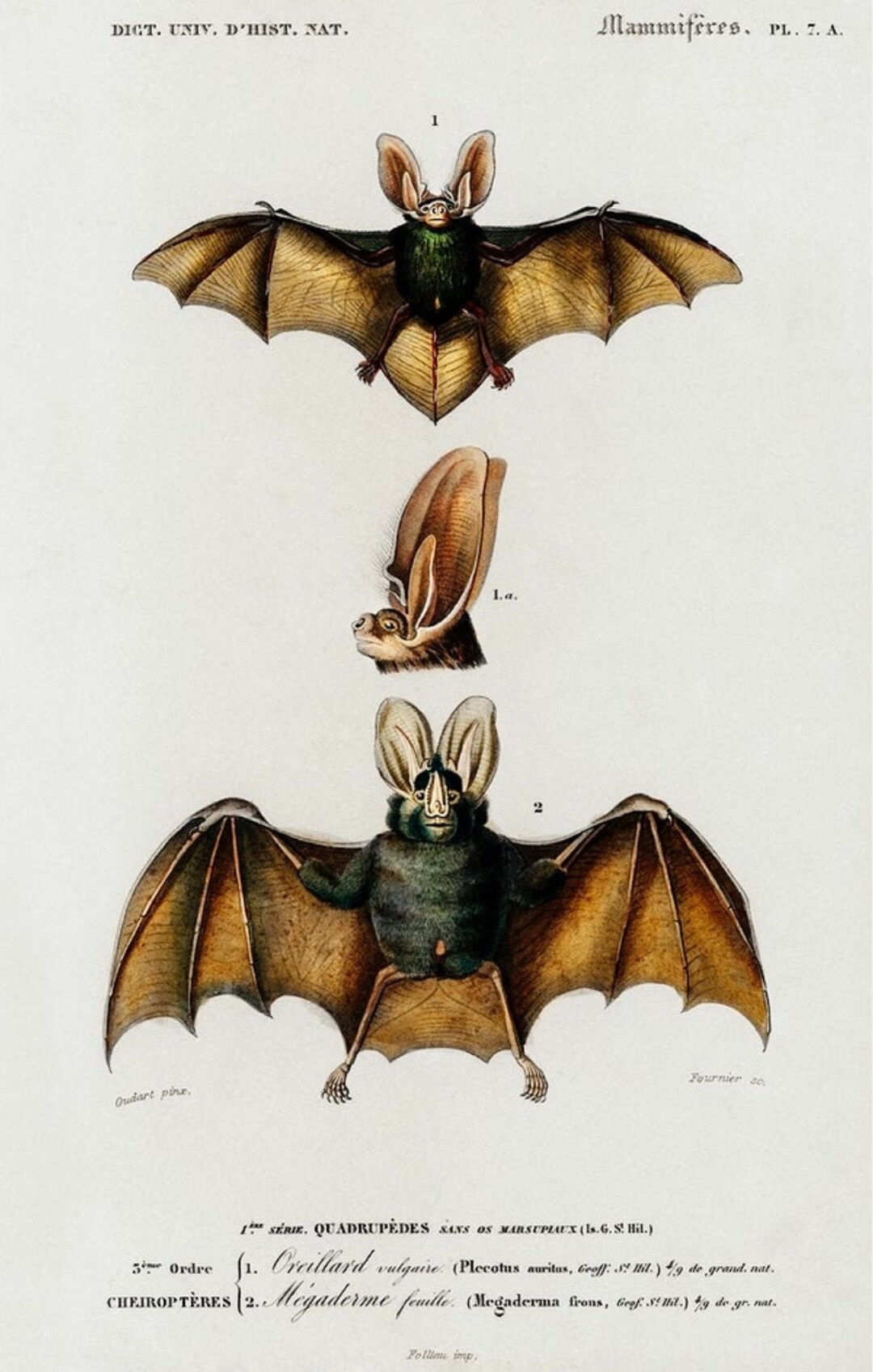 Vintage Bat Print, Bat Print, Vintage Print, Nature Print - Etsy