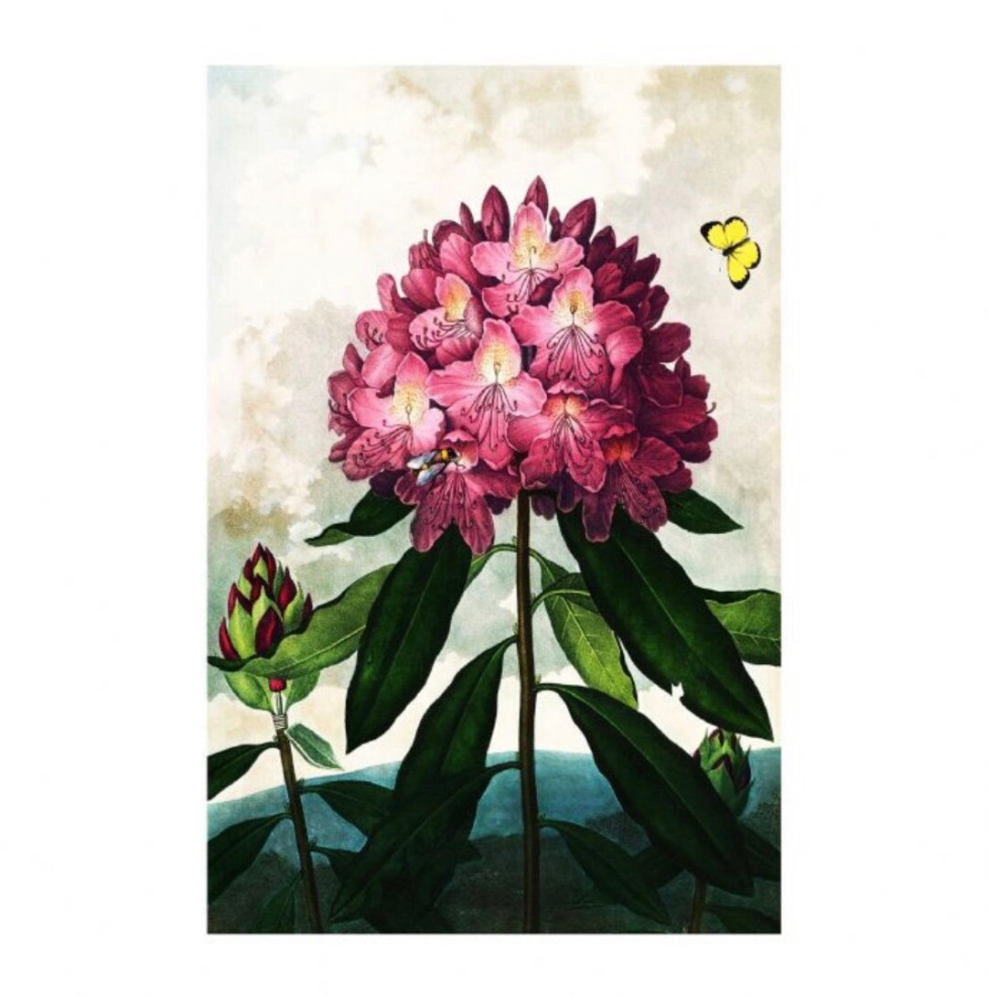 Vintage Botanicals Rhododendron Metal Sign, Kitchen Sign, Vintage Sign ...