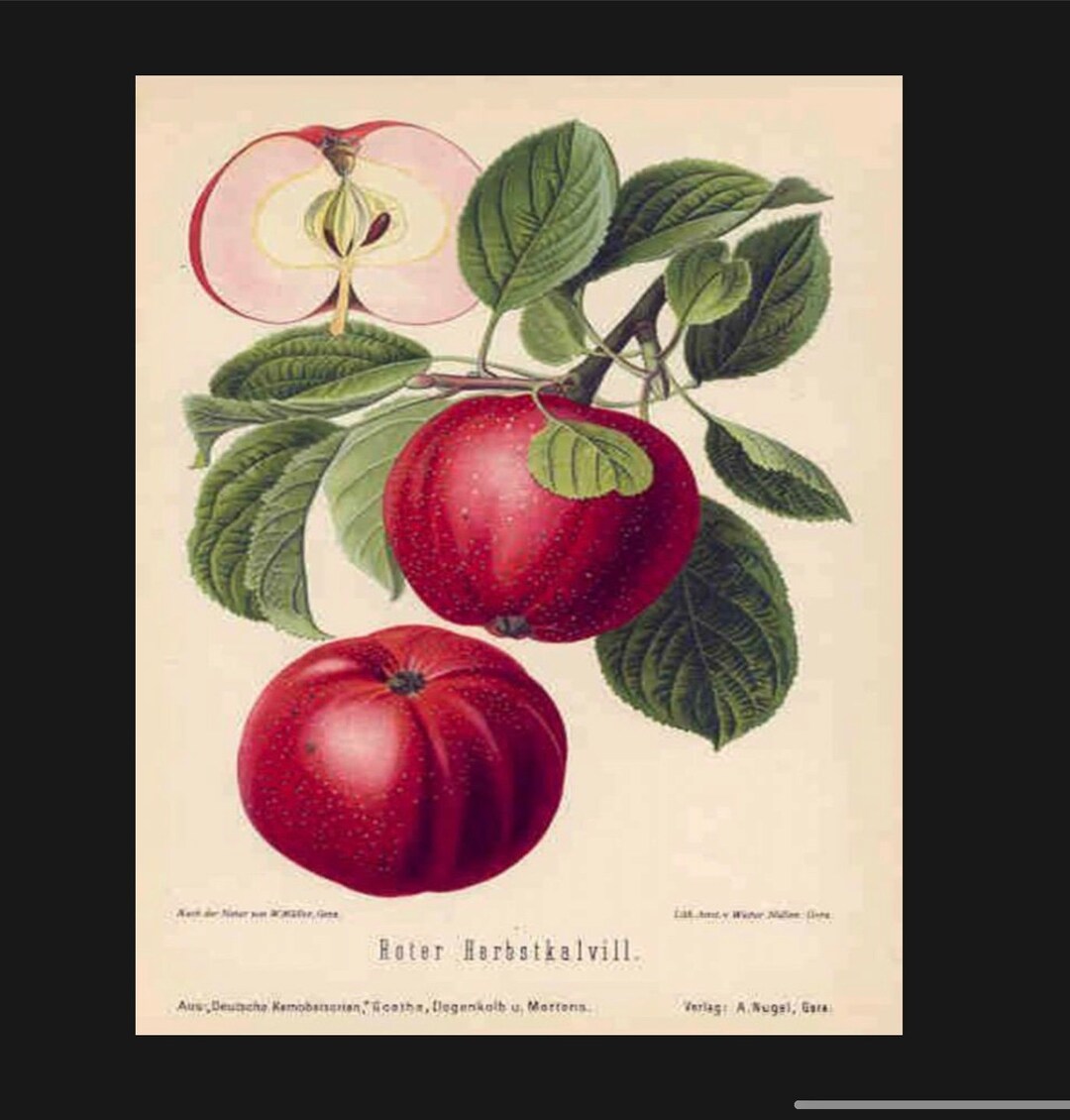 Vintage Apple Print, Fruit Print, Vintage Print, Nature Print - Etsy