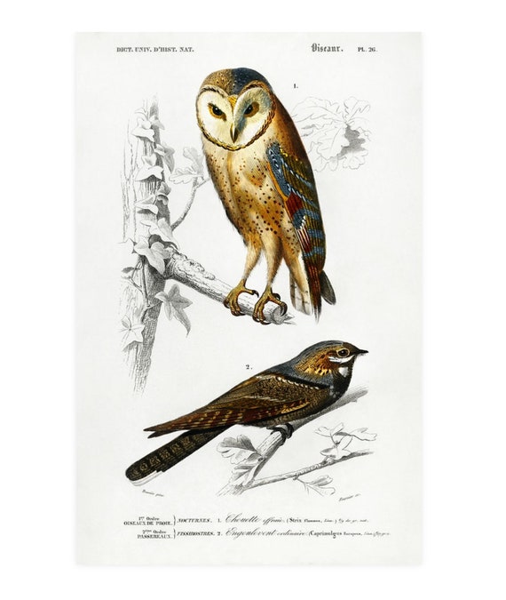 Vintage Owl Print Owl Print Vintage Print Nature Print | Etsy