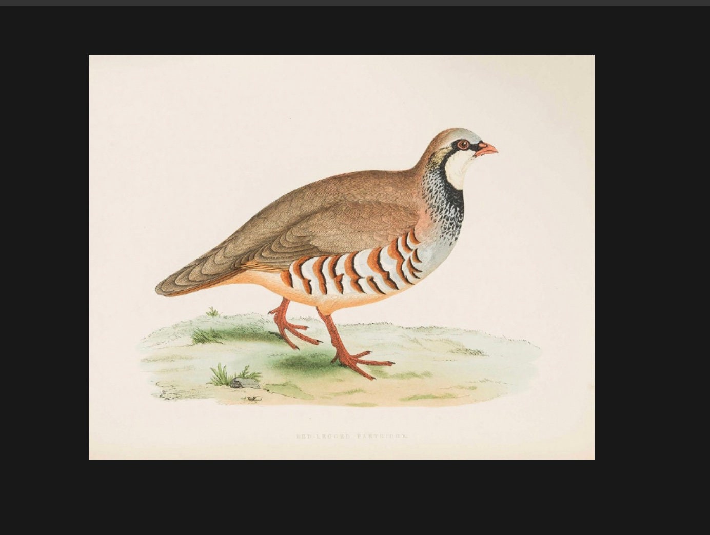 Vintage Partridge Retro Sign. Retro Wall Sign, Wall Art, Retro Wall Art ...