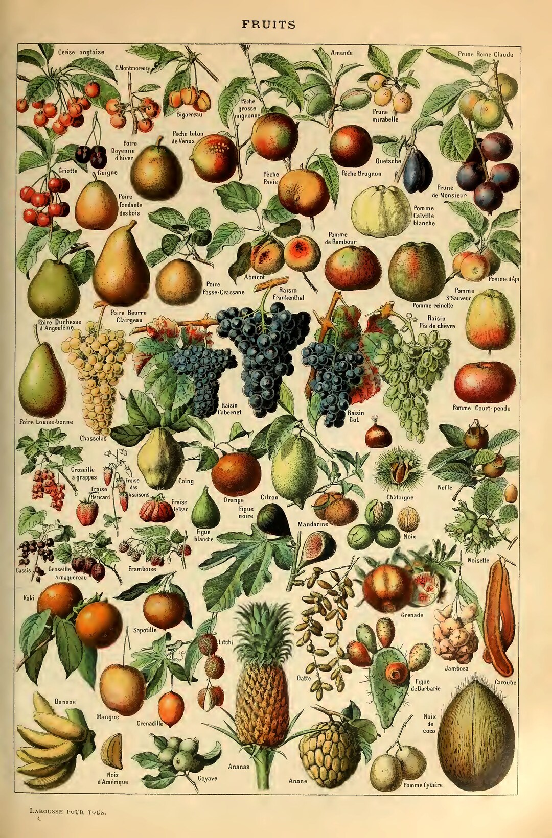 Vintage Fruit Chart Print, Fruit Print, Vintage Print, Nature Print - Etsy