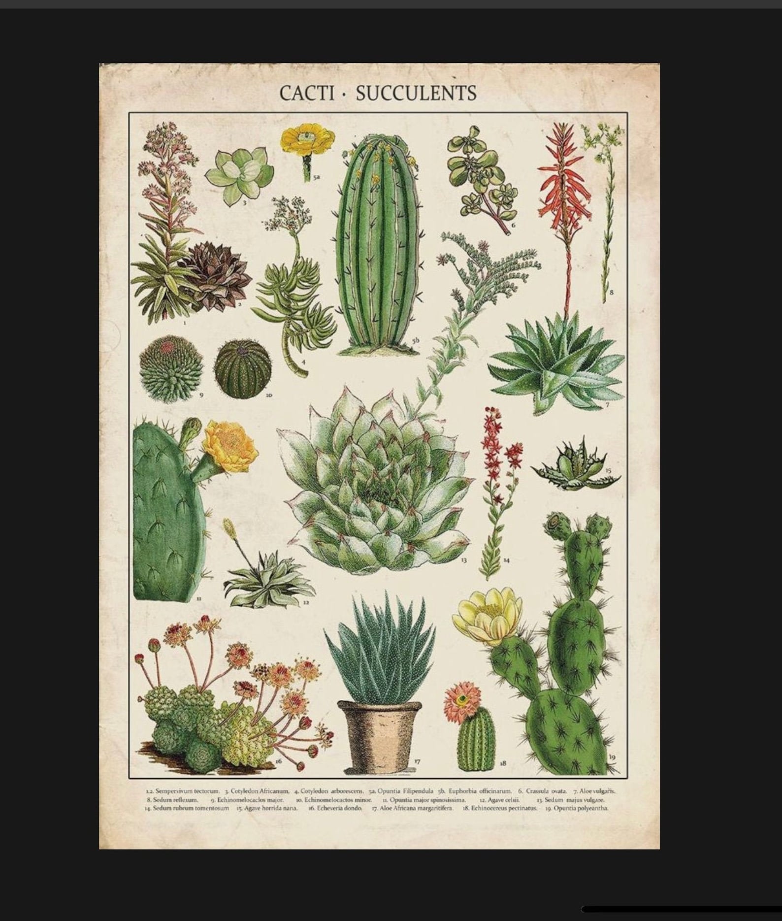 Vintage Cactus Chart Print Cactus Print Vintage Print | Etsy