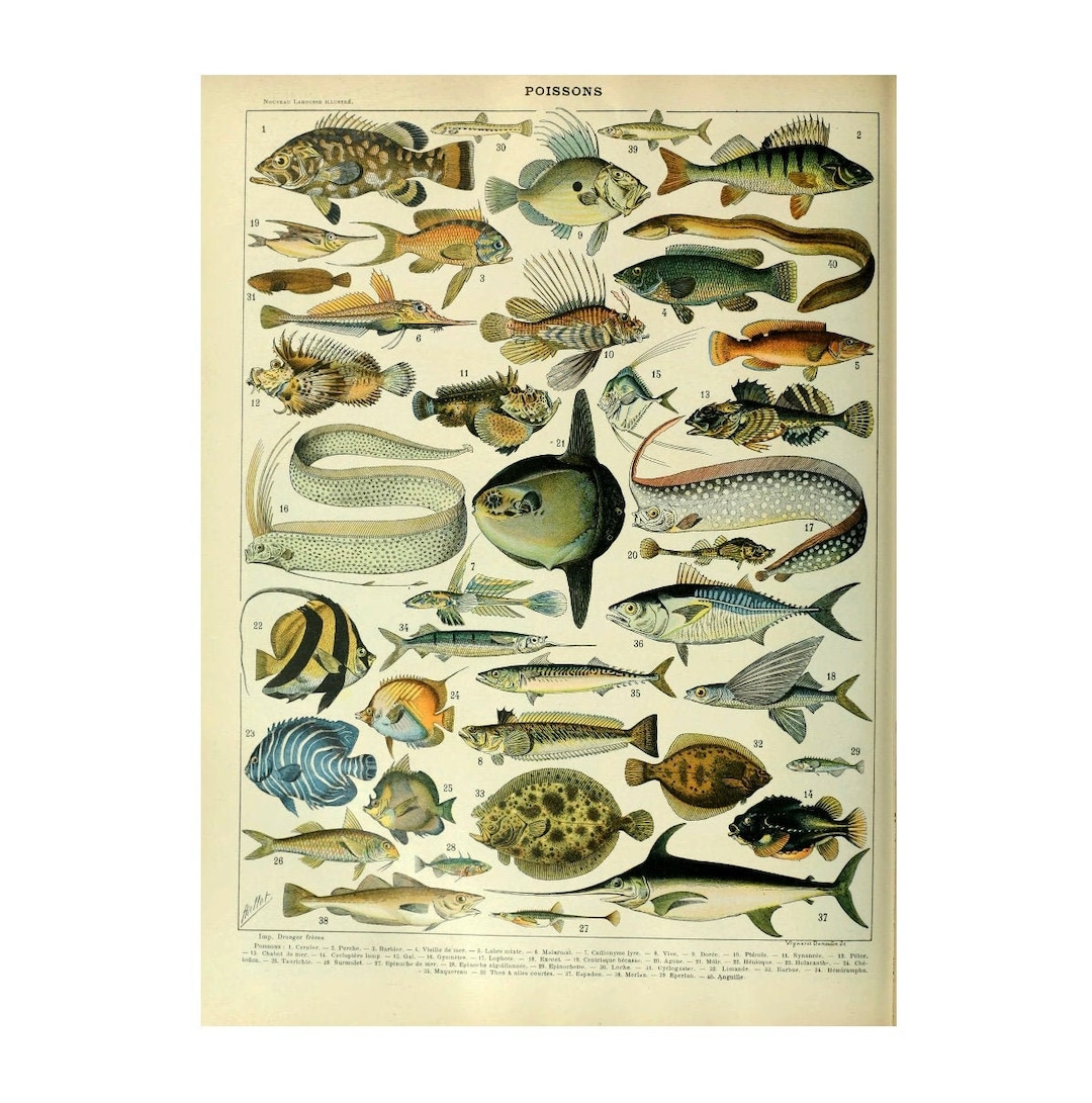 Vintage Poissons Chart Print, Fish Print, Vintage Print, Nature Print ...