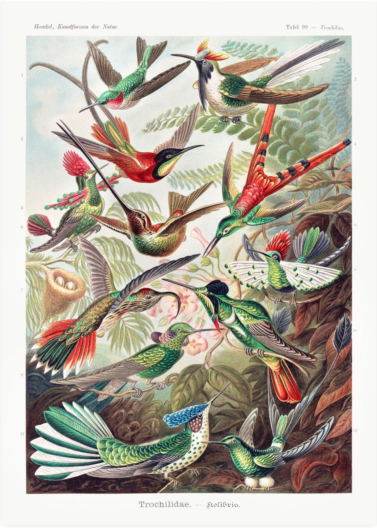 Vintage Ernst Haeckel Hummingbird Print, Bird Print, Ernst Haeckel ...