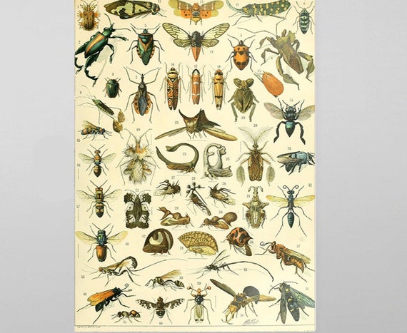 Insects Charts