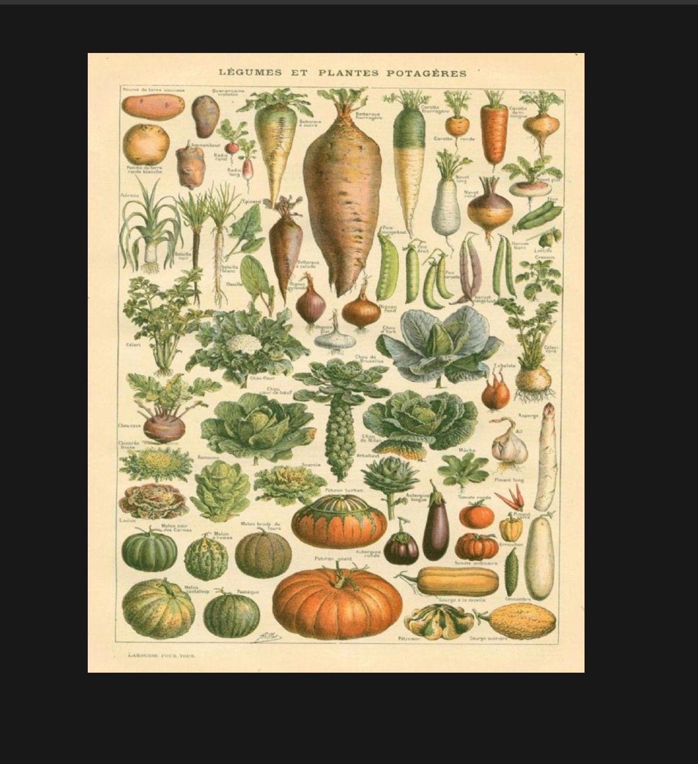 Vintage Vegetables Chart Print, Vegetables Print, Vintage Print, Nature ...
