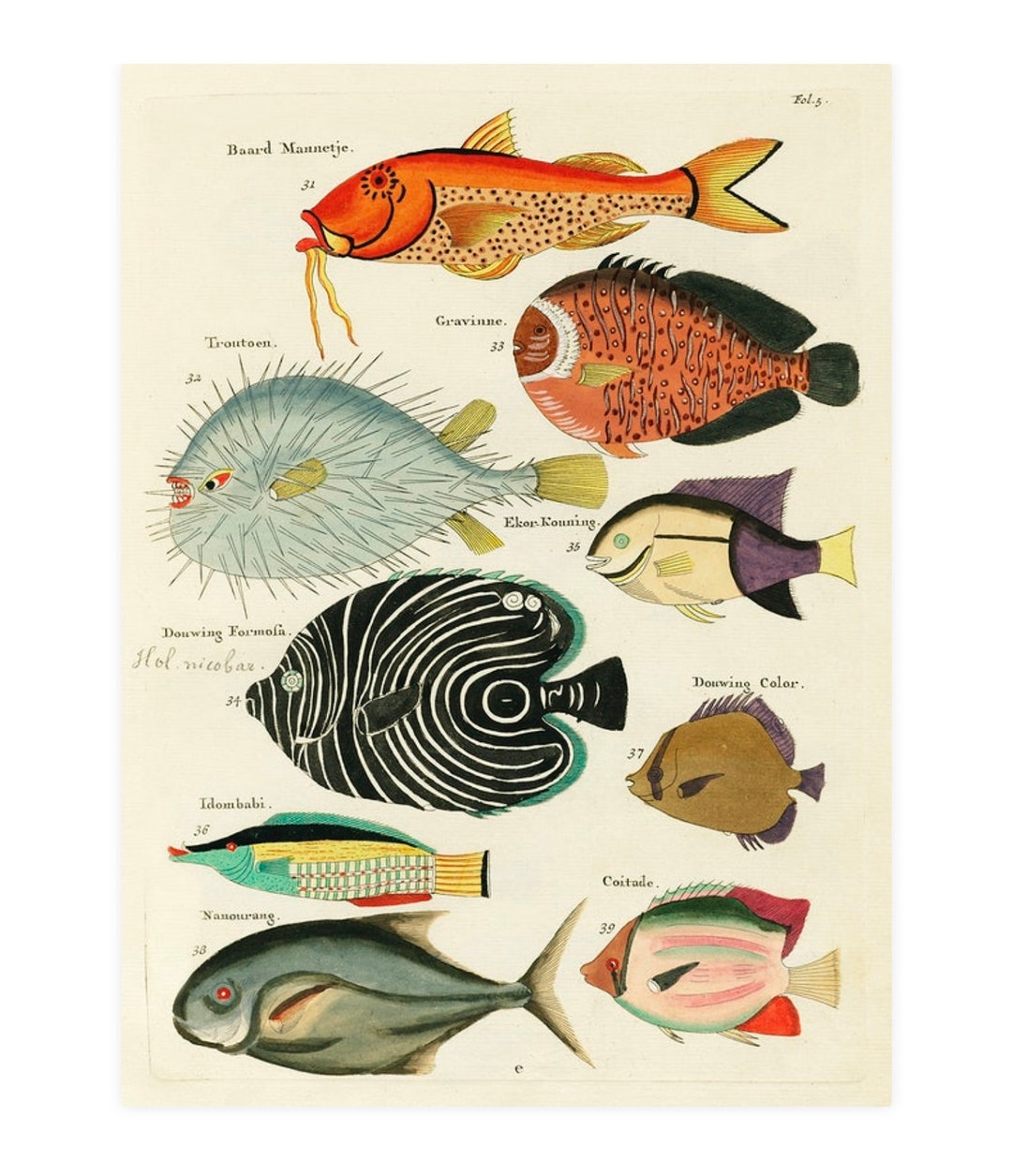 Vintage Fish Print, Fish Print, Vintage Print, Nature Print, Louis ...