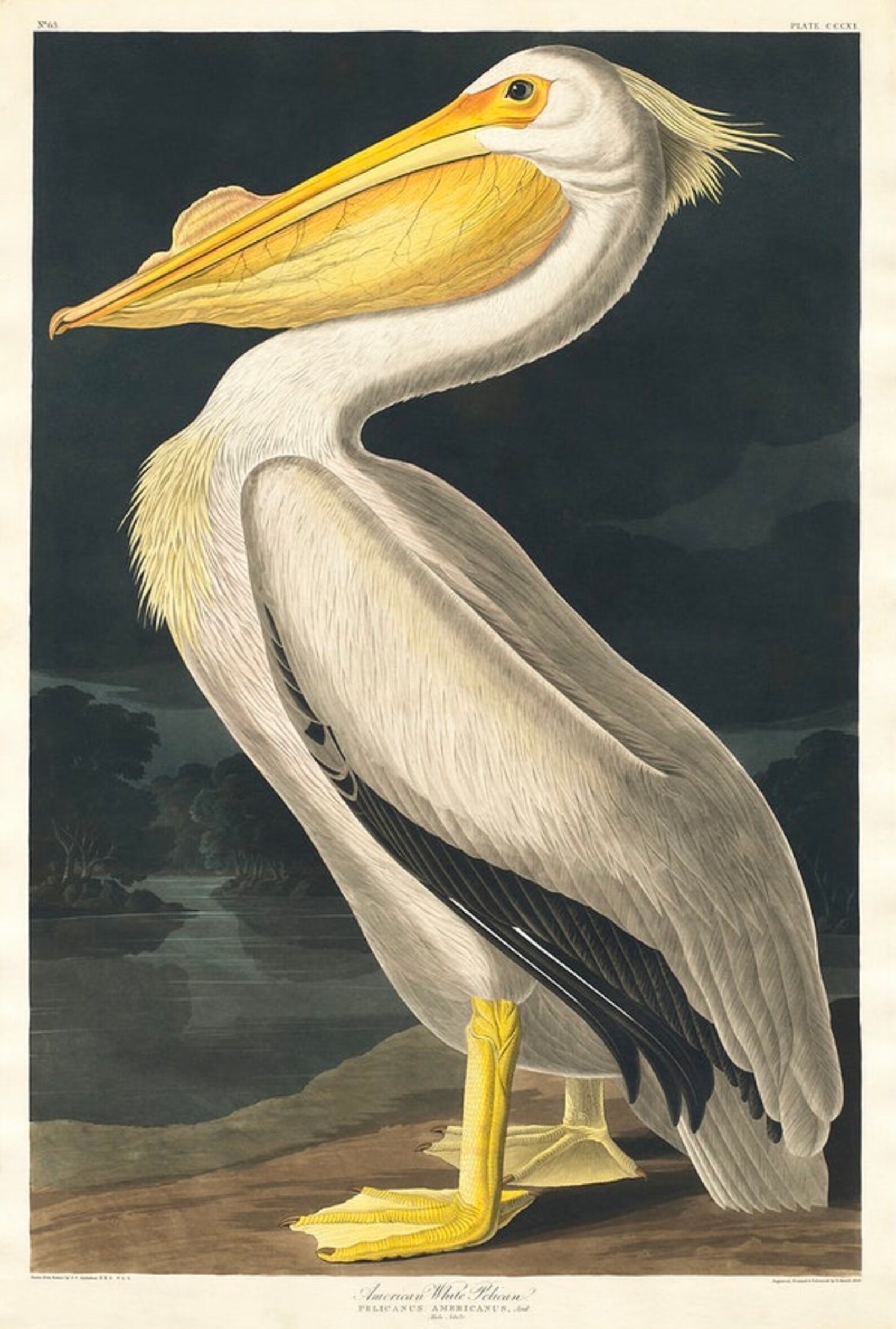 Vintage American White Pelican Print, Pelican Print, Vintage Print ...