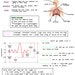 GCSE PE Revision Notes - Section 1: the Human Body - Etsy