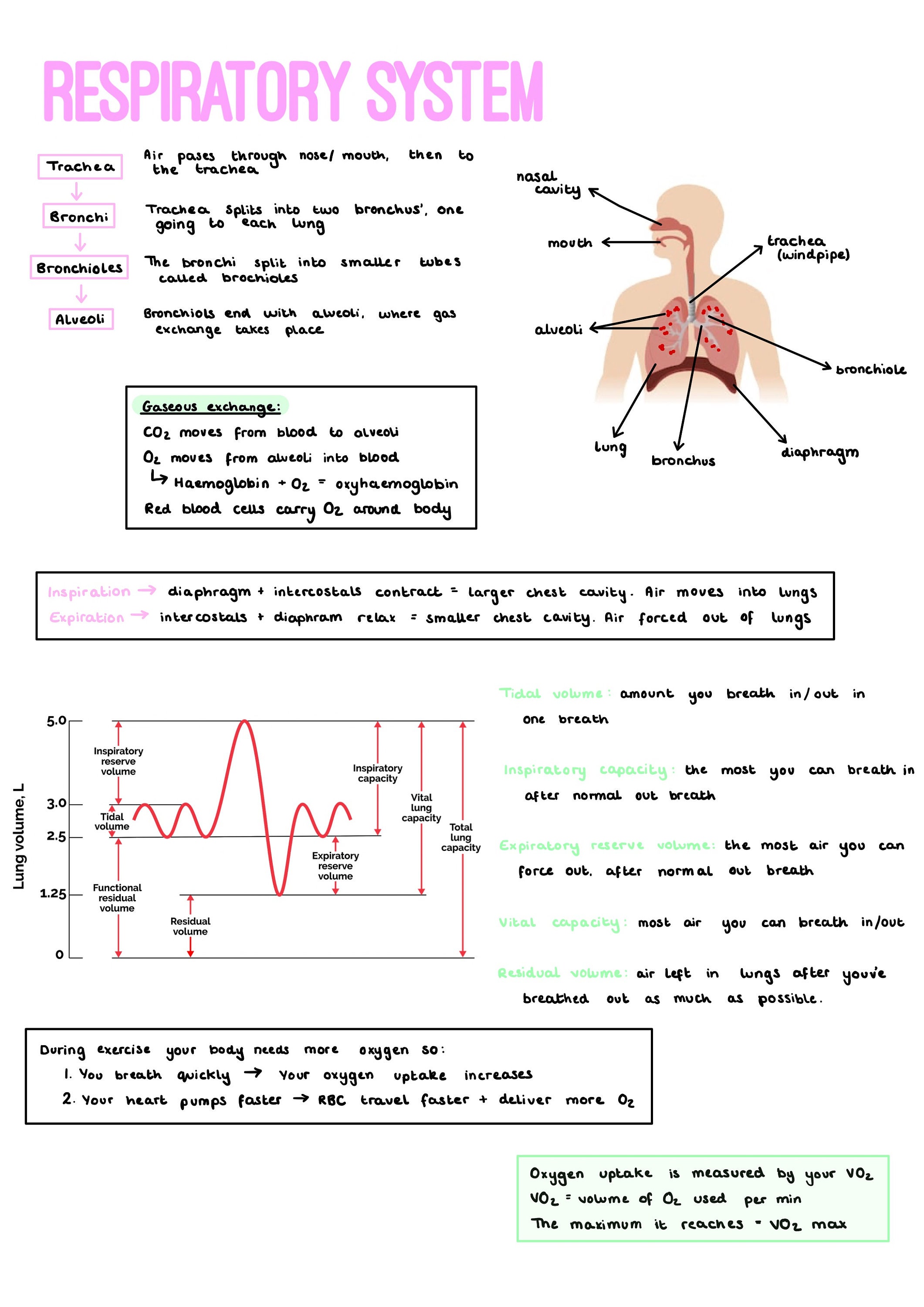GCSE PE Revision Notes - Section 1: the Human Body - Etsy