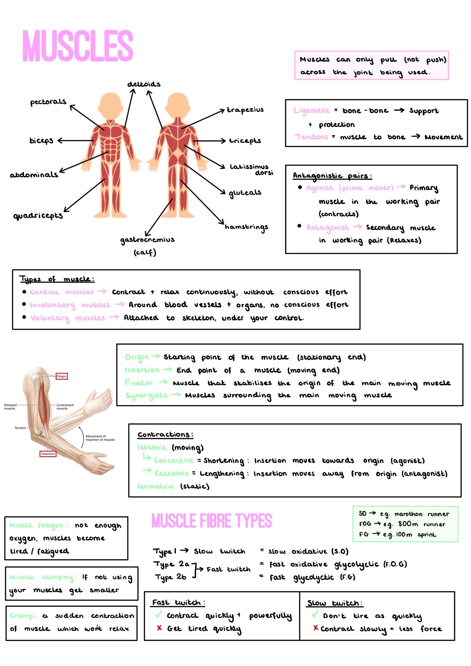 GCSE PE Revision Notes Section 1 The Human Body Etsy