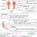 GCSE PE Revision Notes - Section 1: the Human Body - Etsy
