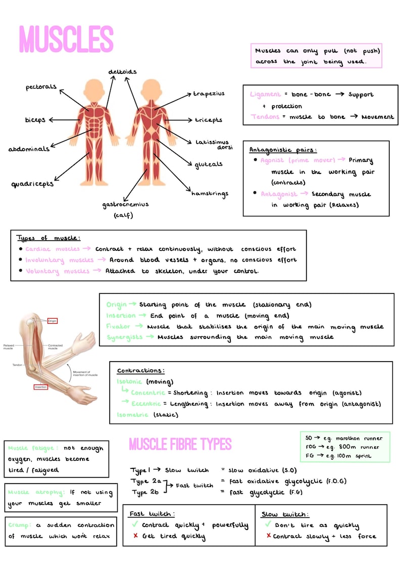 GCSE PE Revision Notes - Section 1: the Human Body - Etsy