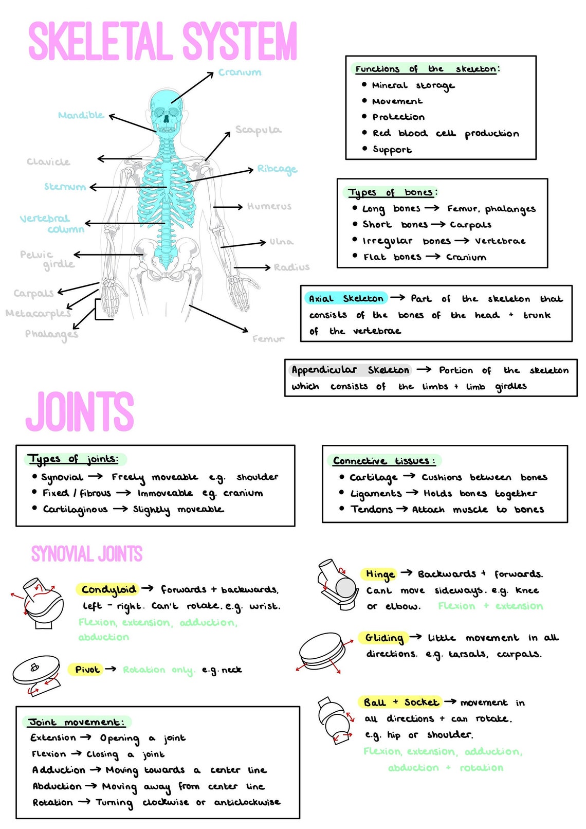 Gcse Pe Revision Notes Section 1 The Human Body Etsy