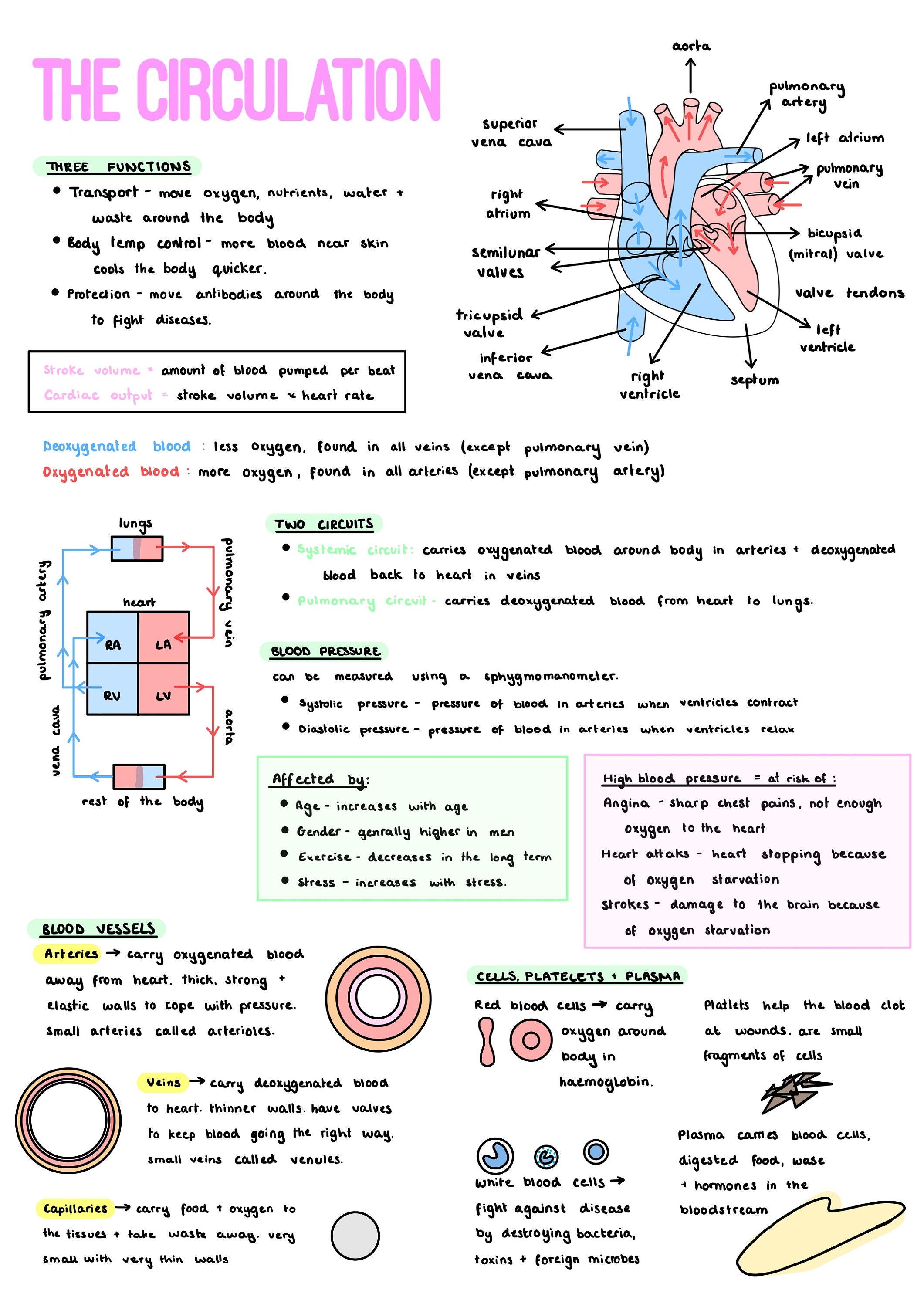 GCSE PE Revision Notes - Section 1: the Human Body - Etsy