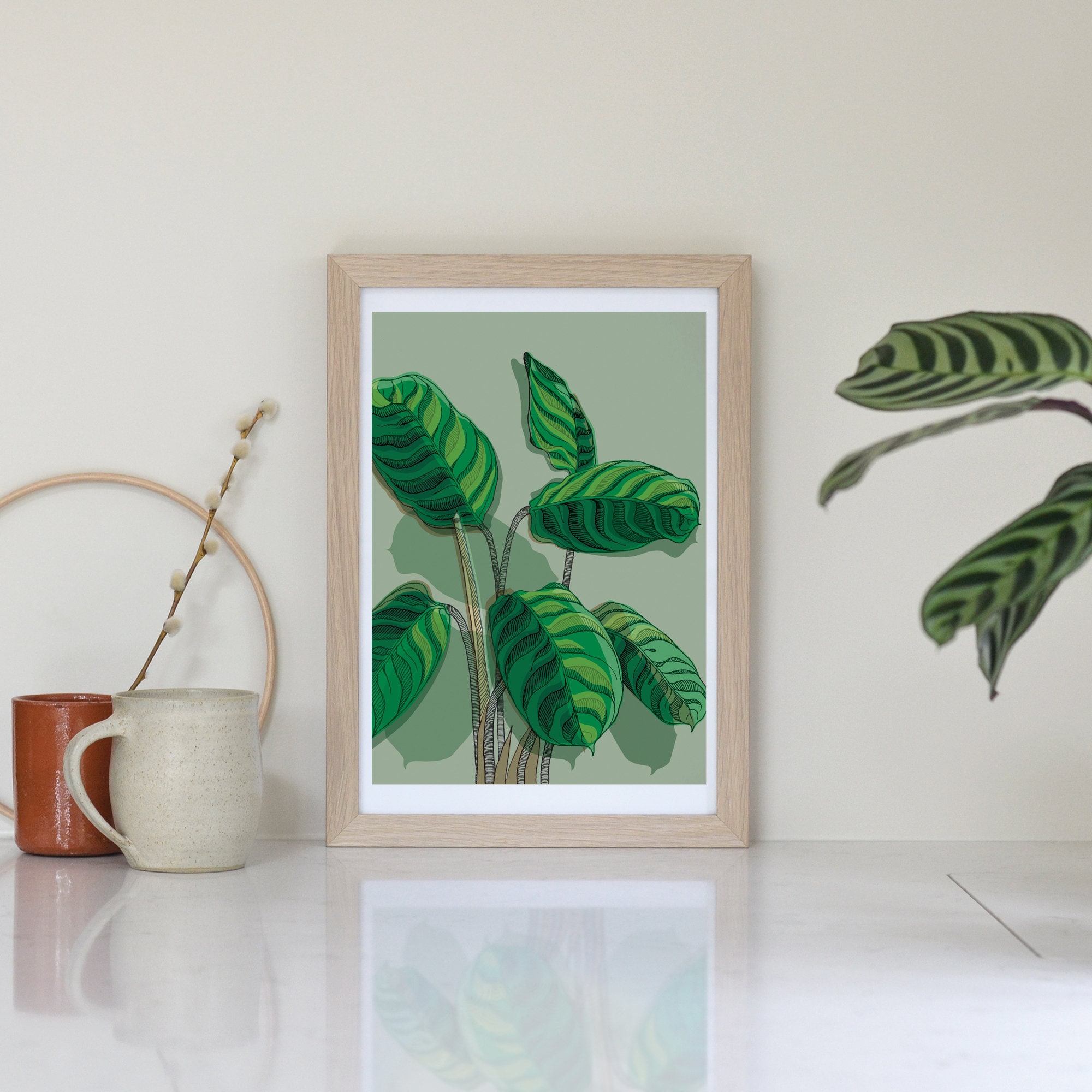 Calathea Freddie : A4 and A3 Illustrated Houseplant Art Print Botanical ...