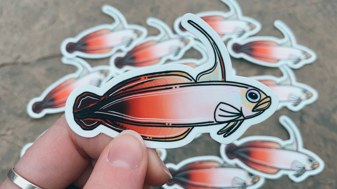 Firefish Goby Sticker 3in, Tropical Fish, Ocean Art, Marine Biology - Etsy