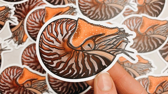 Chambered Nautilus Sticker | Etsy