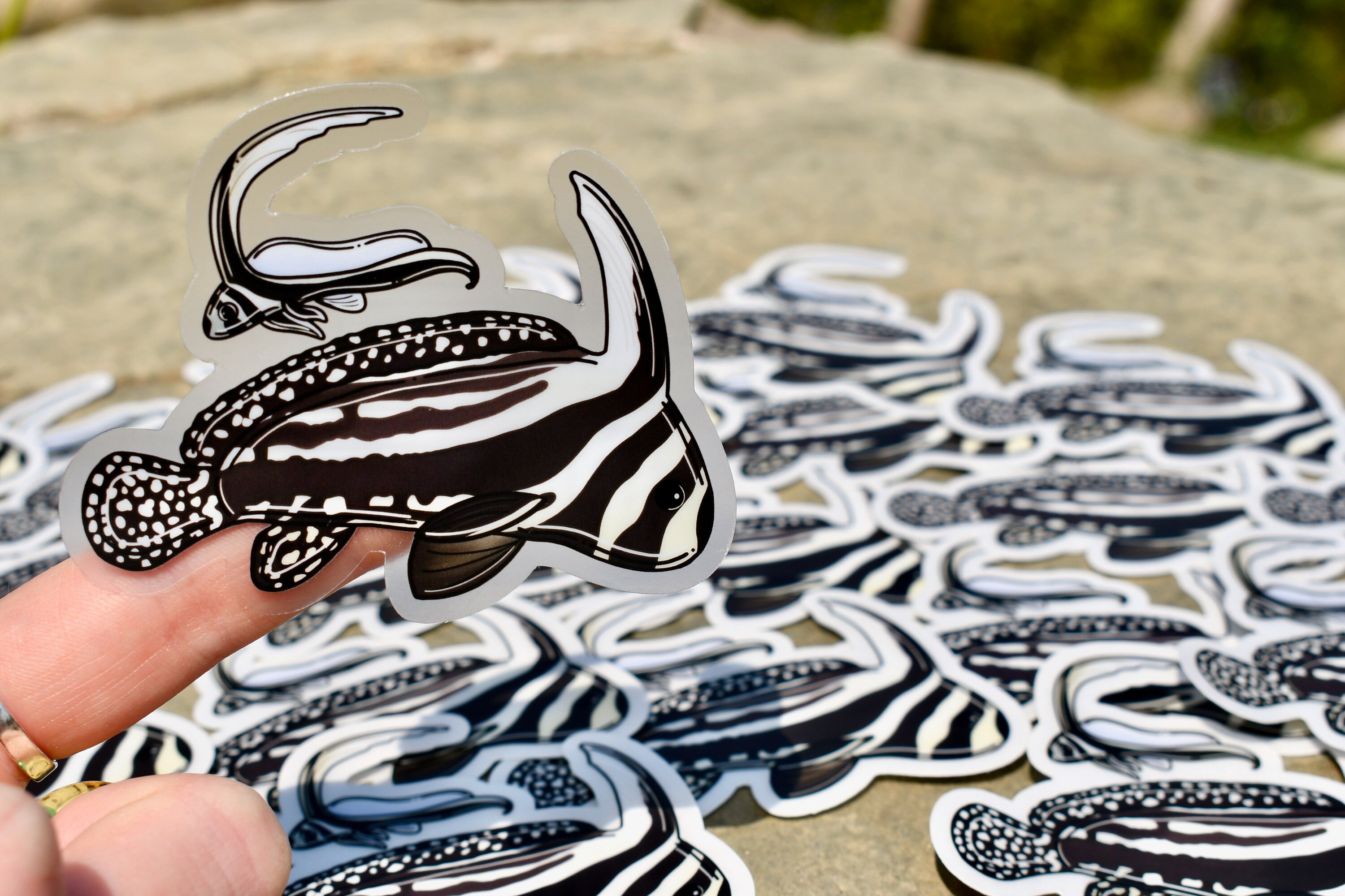 Spotted Drum Fish Clear Sticker Adult and Juvenile Drum Fish - Etsy