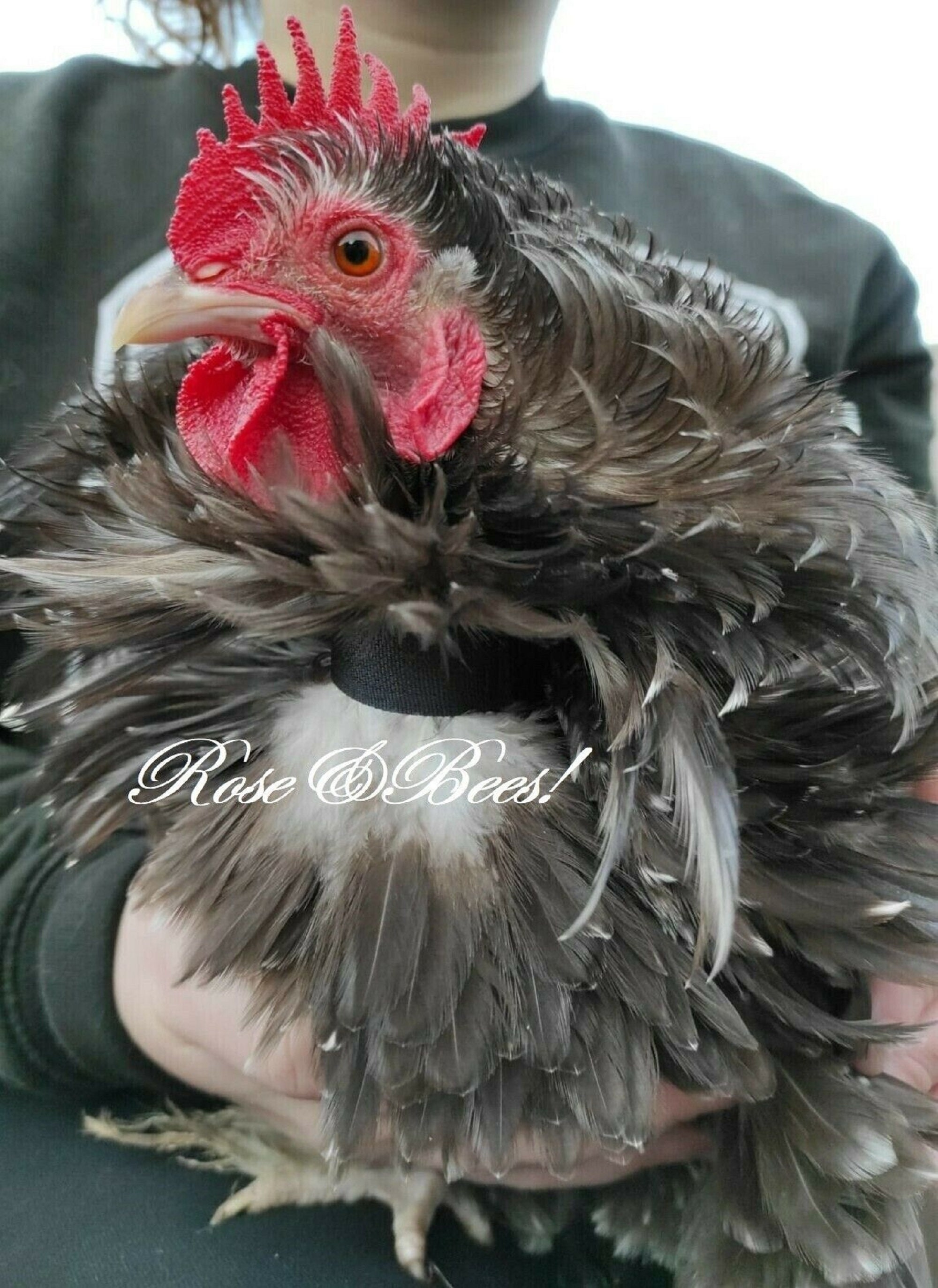 Crow Reduction Webbing Collar Handmade Quiet Rooster Gobble | Etsy UK