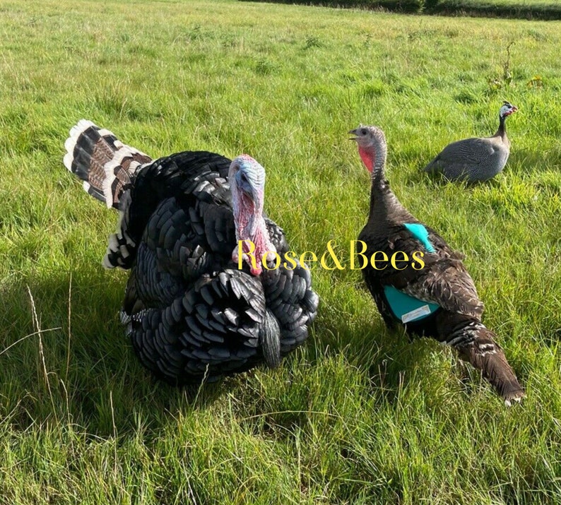 TURKEY SADDLE Adjustable Stag Protector Turkey Apron | Etsy