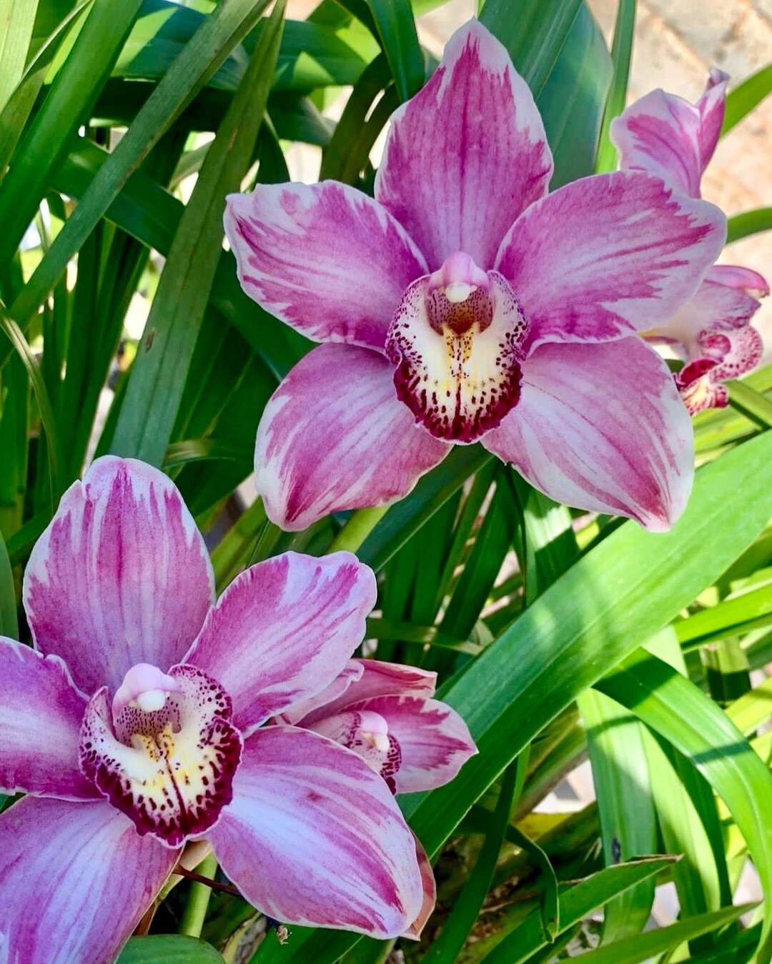 In SPIKE Now Cymbidium Orchid Plant ruby Splash MP - Etsy