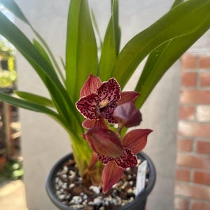 In Flower Now! Cym. ‘wild Thing’ MP Orchid Plant - Etsy