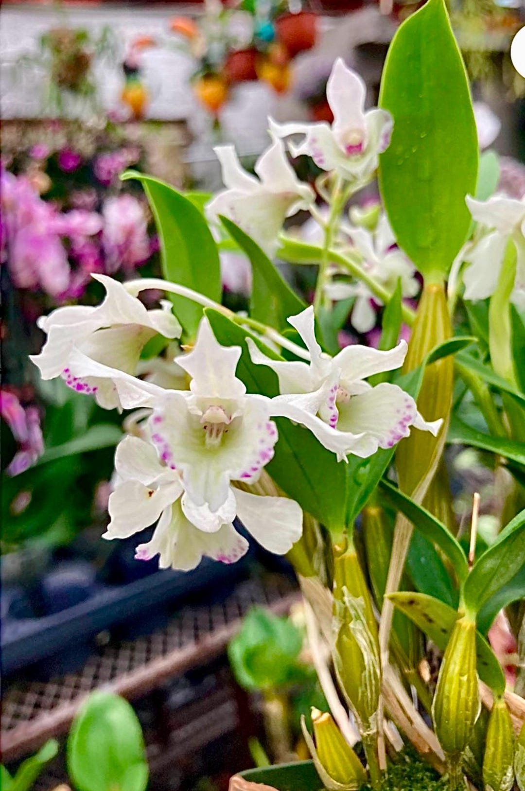 Specimen Plant- Dendrobium (mini Snowflake X Nano Chip) ‘mini Girl’ MP ...