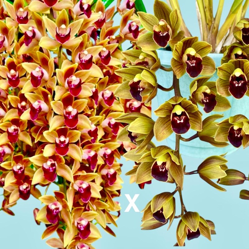 Cymbidium in Blooms - Etsy