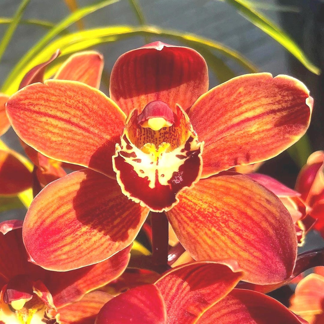 Free Shipping! Cym. (marie Bashir X Ruby Lips) ‘brick House’ 4n MP - Etsy