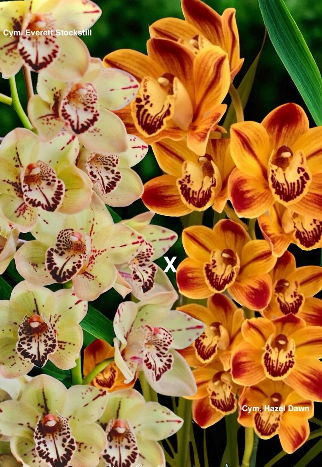 Cymbidium Orchid Seedling: Hazel Dawn X Everett Stockstill, Orange ...