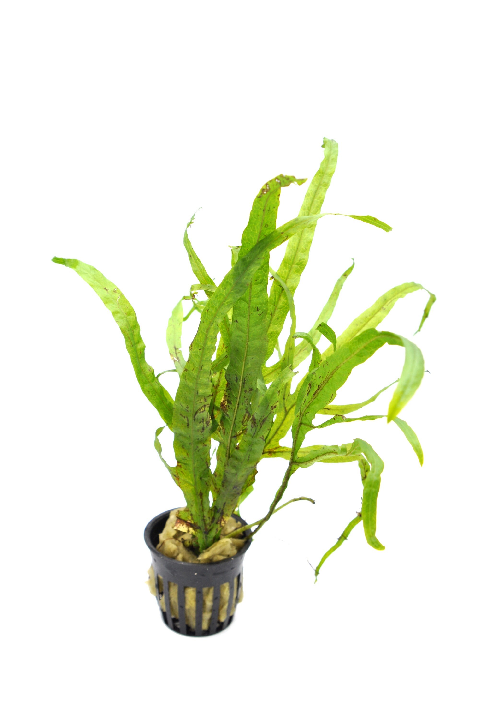 Java Fern Trident Microsorum Pteropus Live Aquarium Plant | Etsy