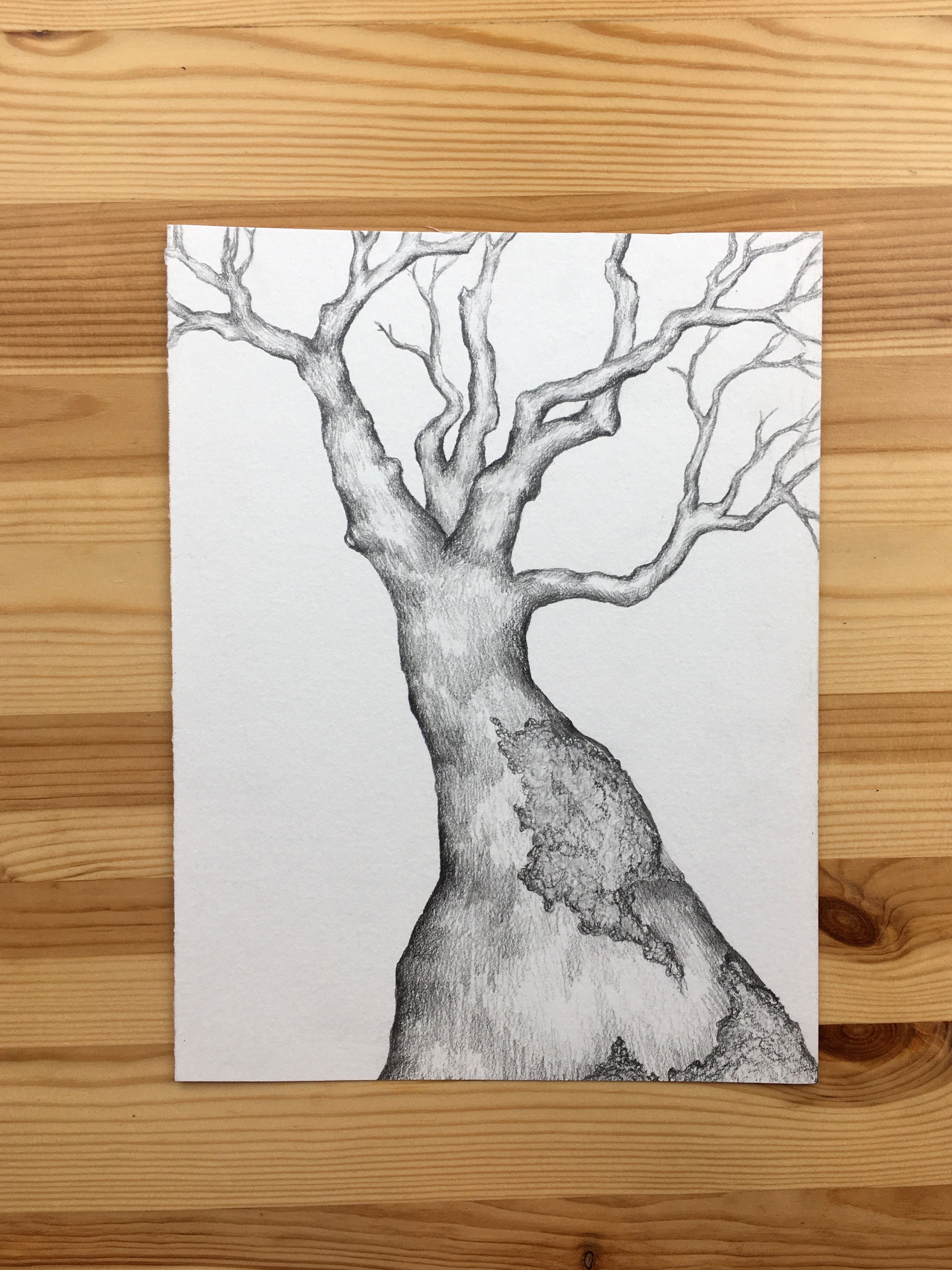 Graphite Oak Tree - Etsy