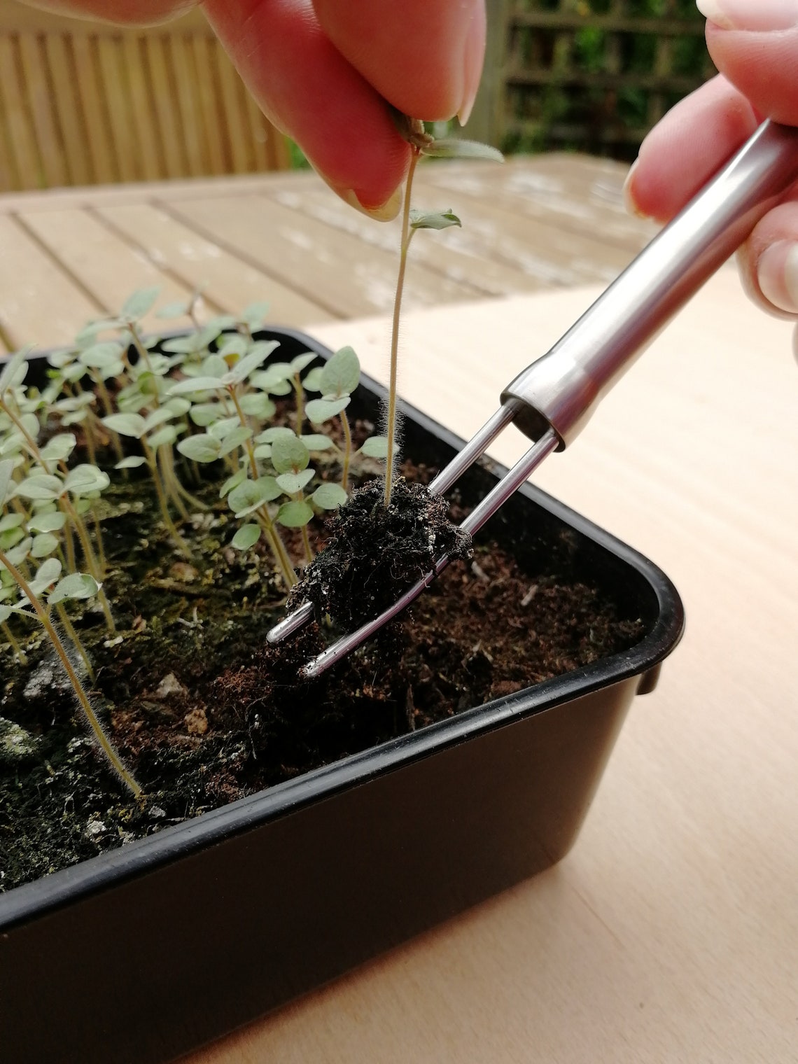 Titanium Garden Seedling Tool Dibber/pricker/widger UK - Etsy