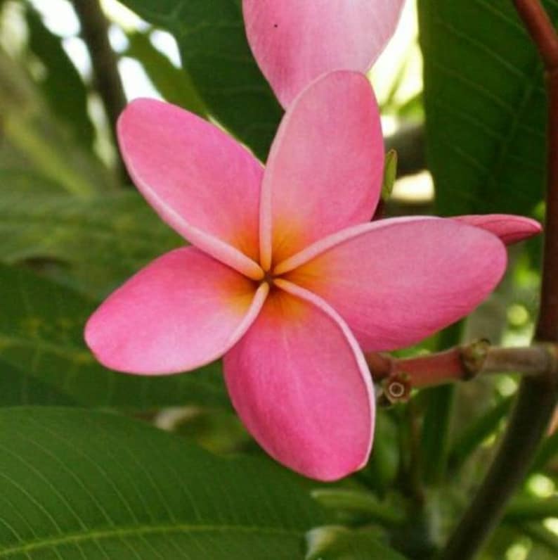Exotic rare Hot Pink Frangipani Tropical Plumeria Cutting | Etsy