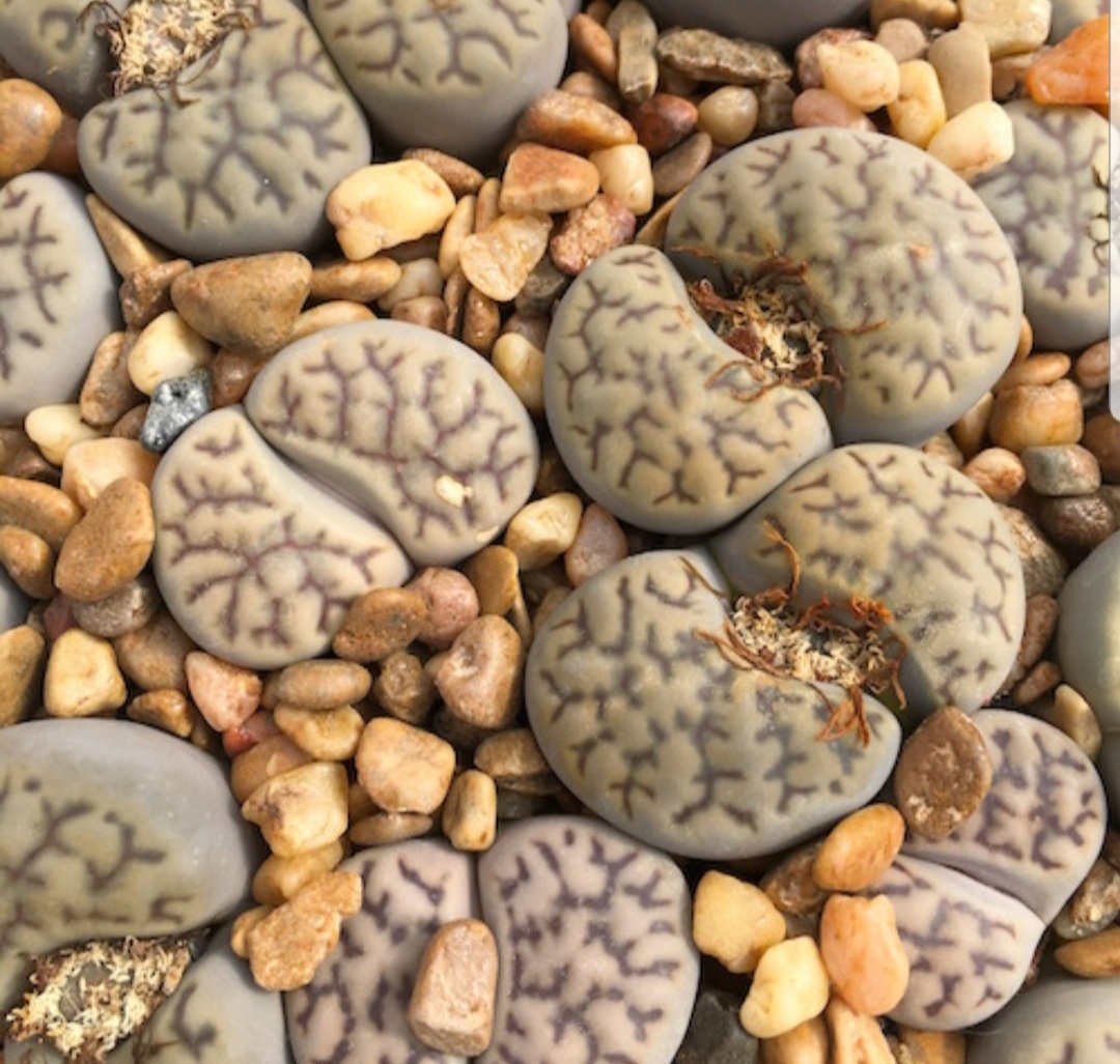 Rare Lithops Living Stones Bromfieldii Var Mennellii Seeds - Qty 10 - Etsy