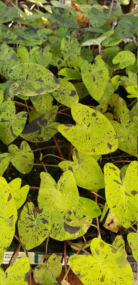 Rare Colocasia Mojito Aka Black Marble Live Starter Plant - Etsy