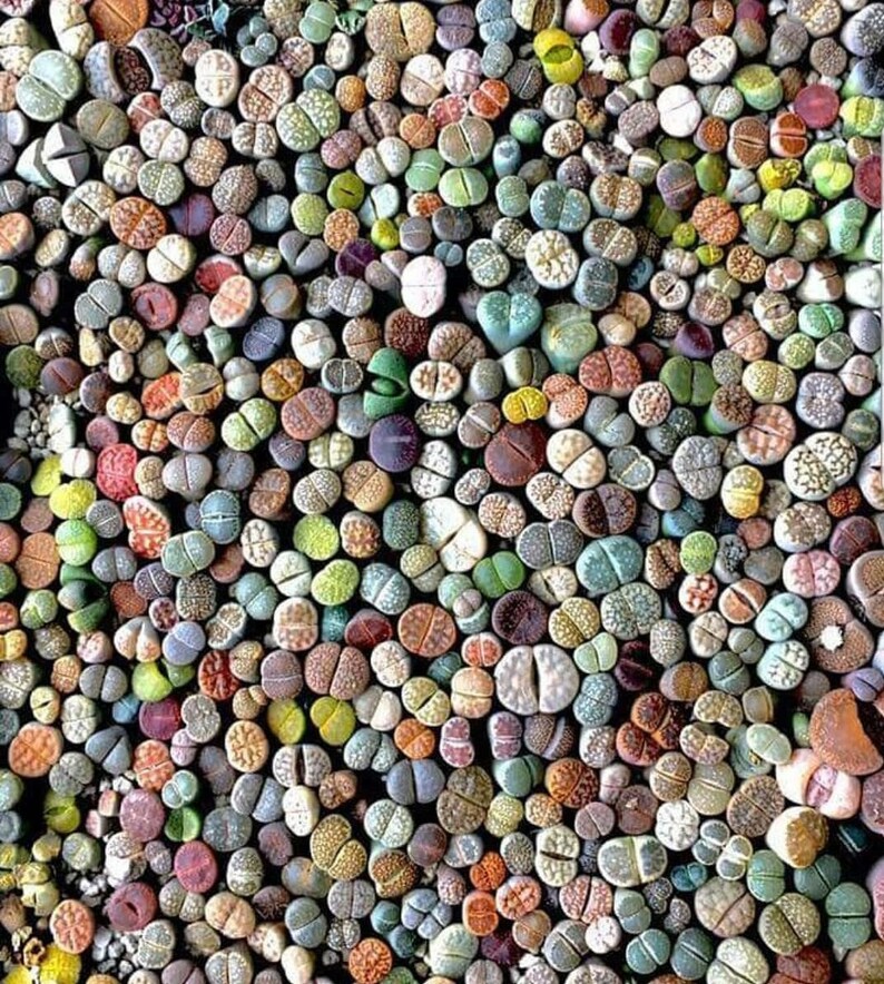 Rare Lithops Living Stone Plant Mix Seeds Assorted Colors | Etsy