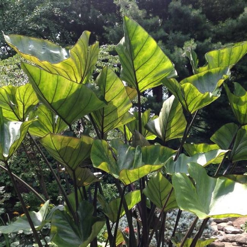 Beautiful Colocasia Bikini-tini Tropicools Elephant Ears Live | Etsy
