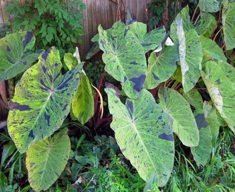Rare Colocasia Mojito Aka Black Marble Live Starter Plant - Etsy