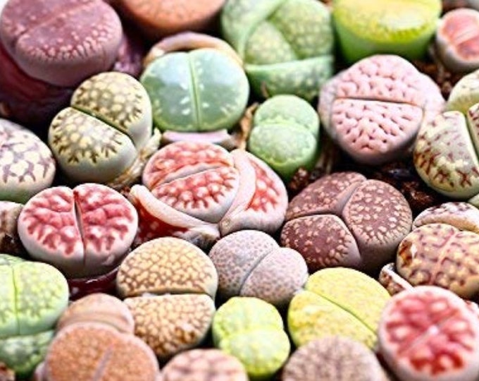 Rare Lithops Living Stone Plant Mix Seeds Assorted Colors and Types Qty ...